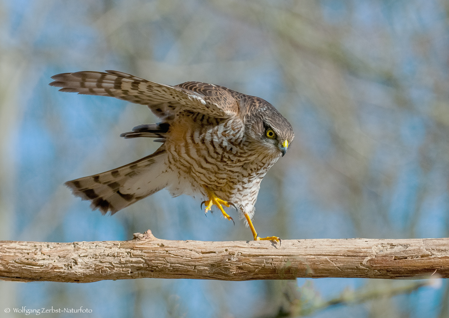 SPERBER BEI DER LANDUNG Foto & Bild | fotos, world, natur Bilder auf ...