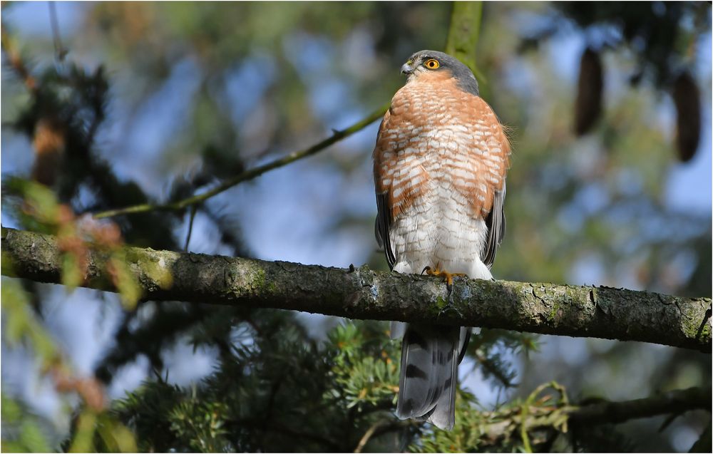 Sperber Foto & Bild | nature, natur, tiere Bilder auf fotocommunity