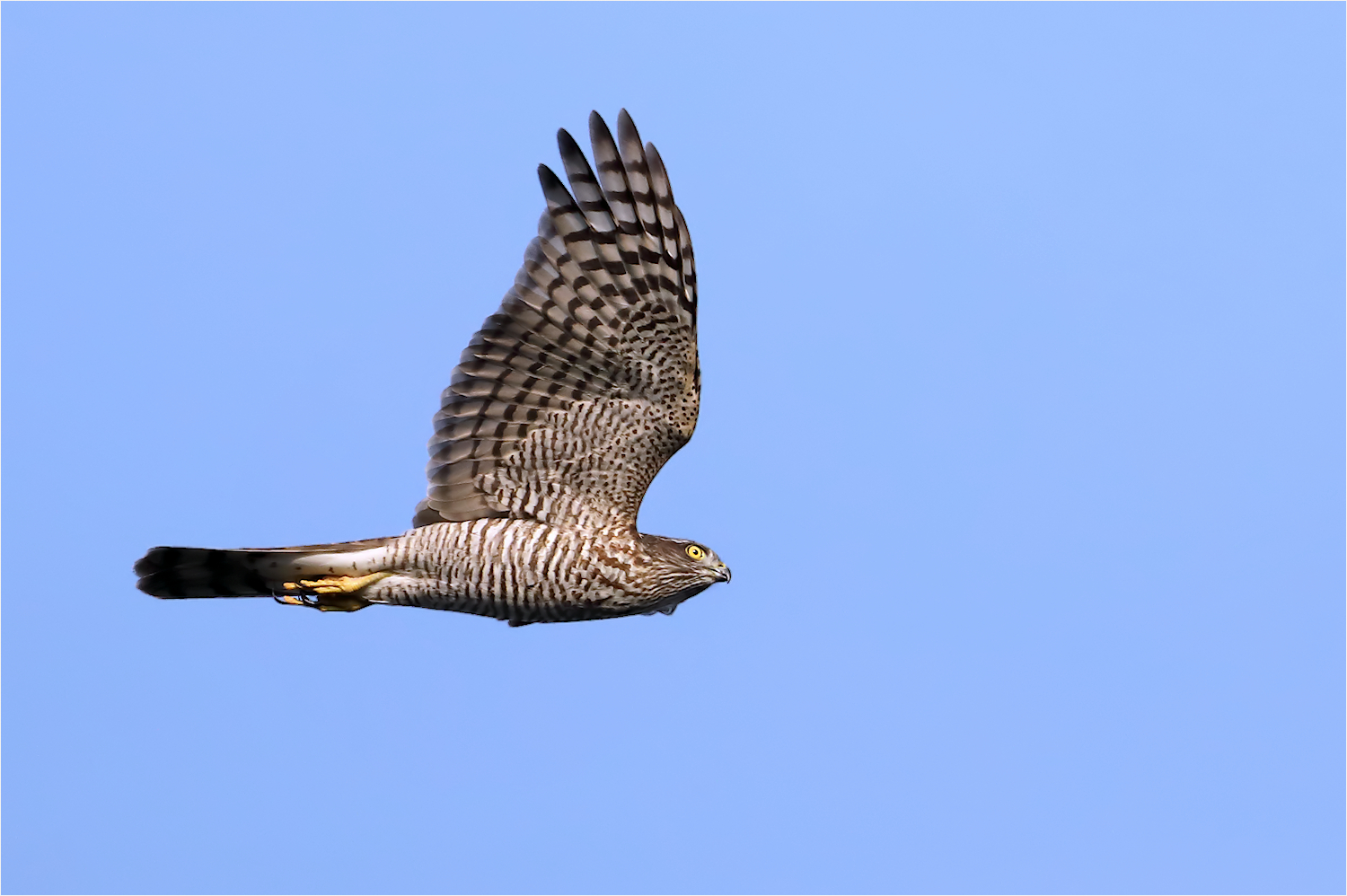 Sperber Foto & Bild | natur, vogel, greifvogel Bilder auf fotocommunity