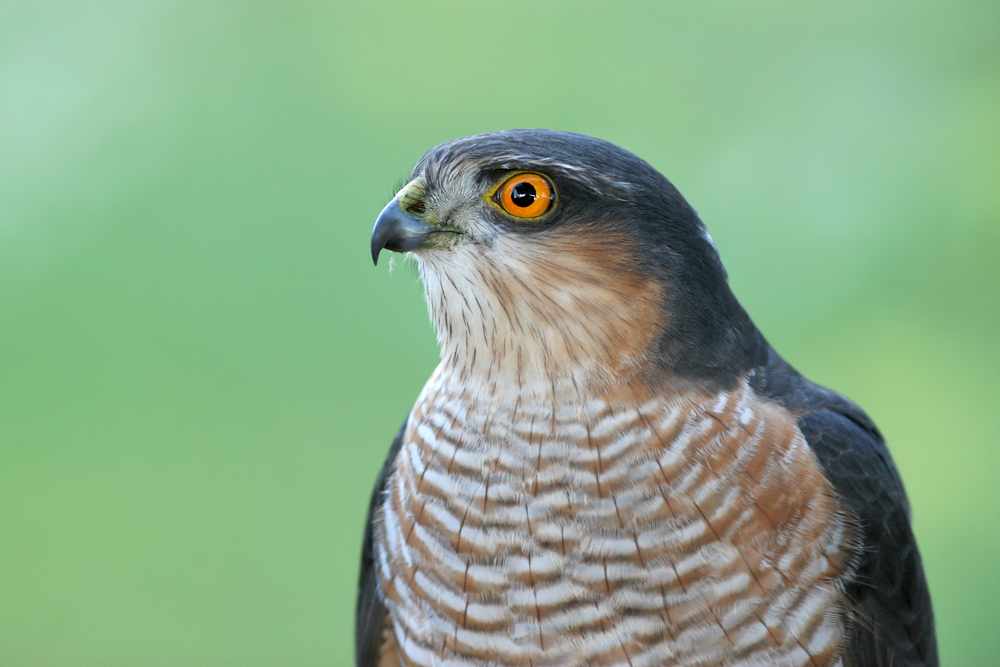 SPERBER ... Foto & Bild | tiere, wildlife, wild lebende vögel Bilder ...