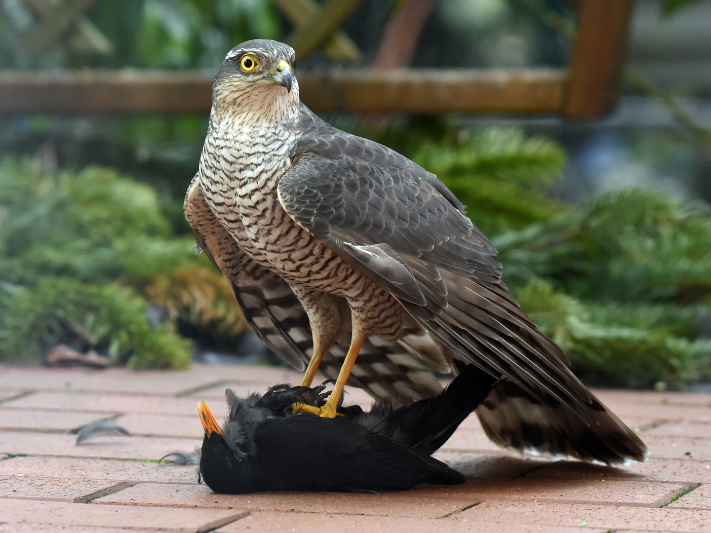 Sperber Foto & Bild | natur, tiere, vögel Bilder auf fotocommunity
