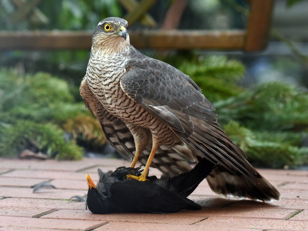 Sperber Foto & Bild | natur, tiere, vögel Bilder auf fotocommunity