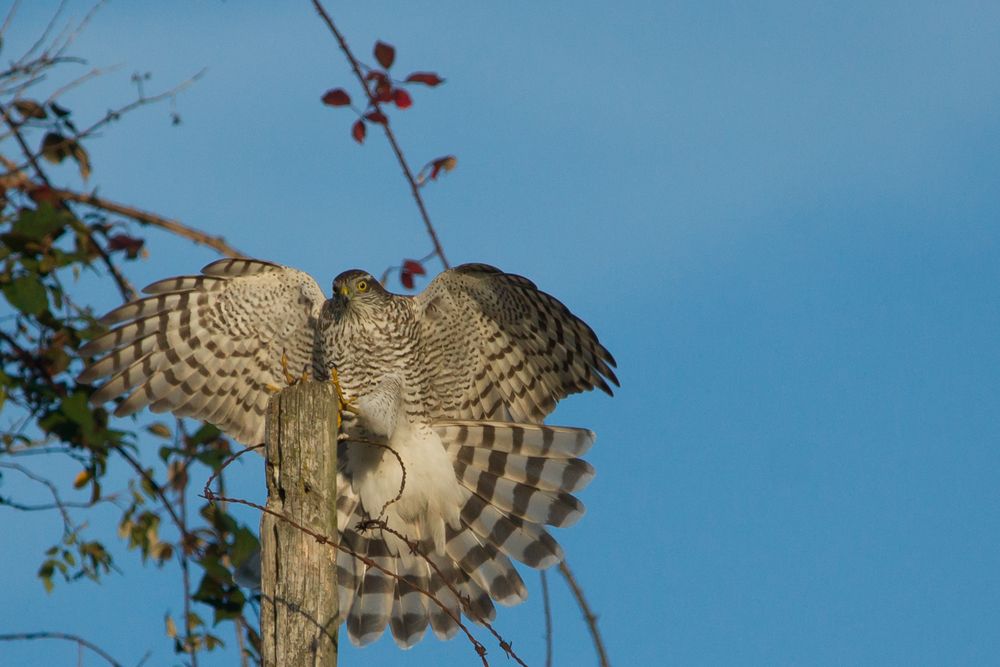 Sperber Foto & Bild | fotos, natur, tiere Bilder auf fotocommunity