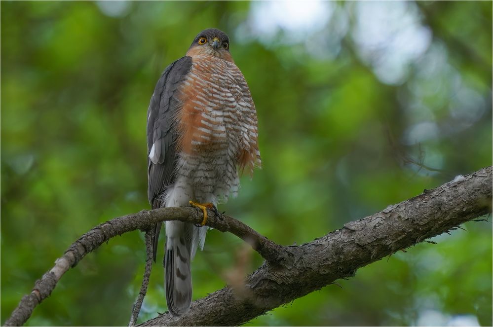 Sperber Foto & Bild | natur, greifvogel, tiere Bilder auf fotocommunity