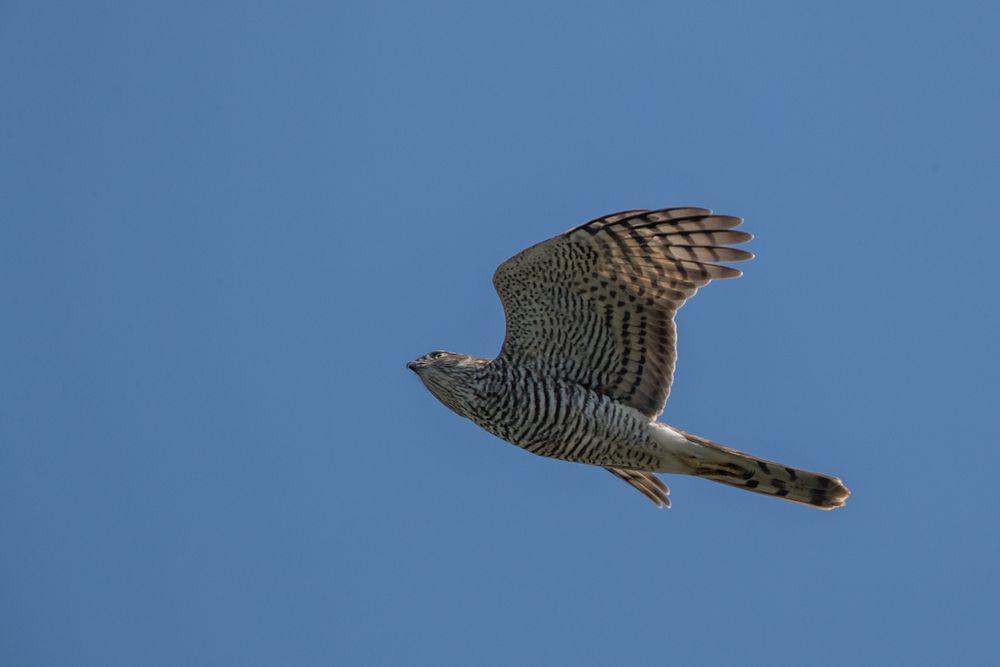 Sperber Foto & Bild | tiere, wildlife, wild lebende vögel Bilder auf ...