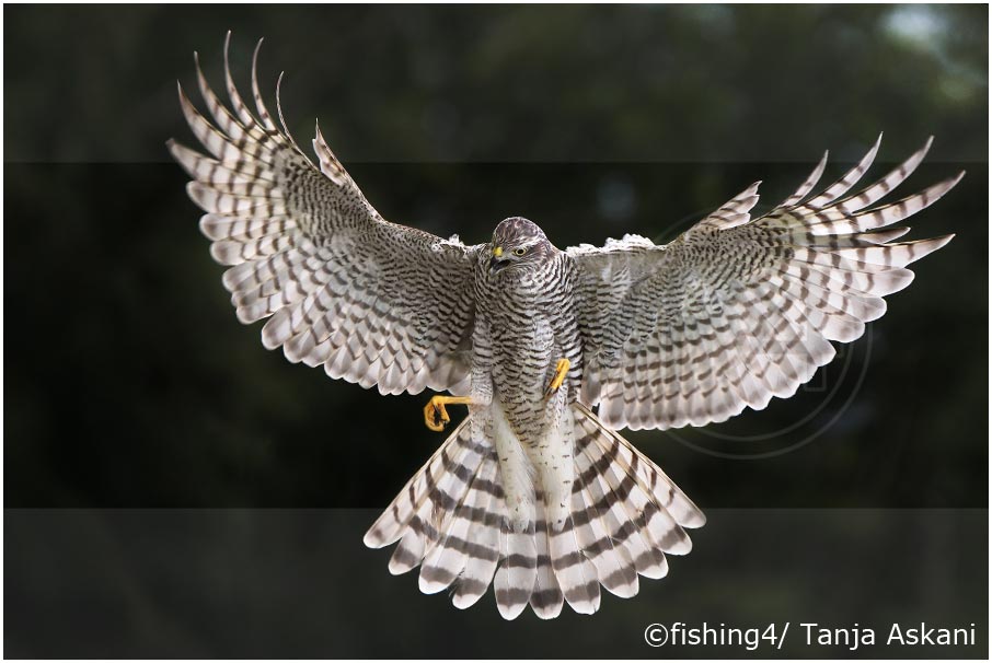 Sperber Foto & Bild | tiere, zoo, wildpark & falknerei, vögel Bilder ...