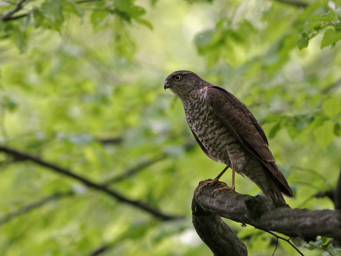 Sperber Foto & Bild | tiere, wildlife, wild lebende vögel Bilder auf ...