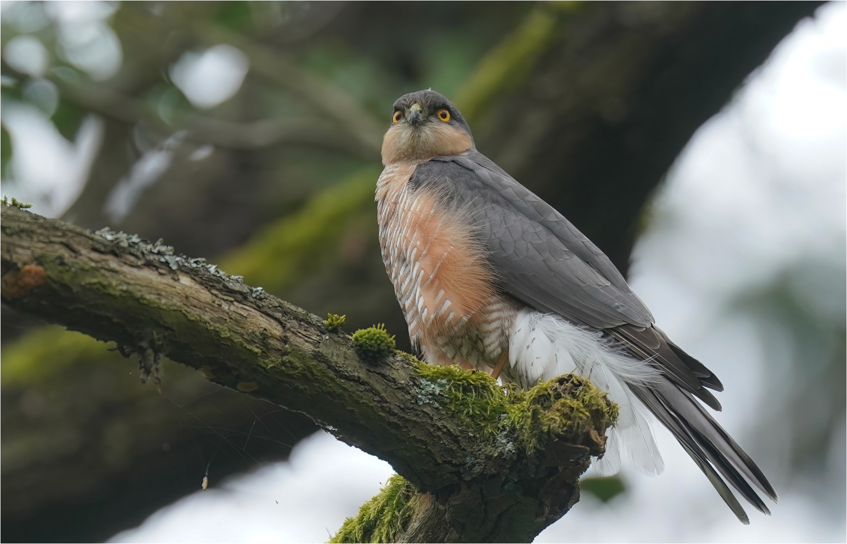 Sperber Foto & Bild | tiere, wildlife, wild lebende vögel Bilder auf ...