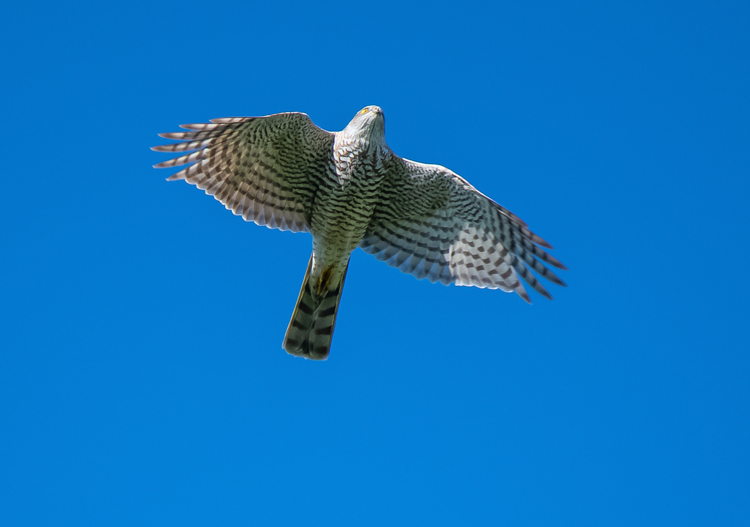 Sperber im Flug Foto & Bild | tiere, wildlife, wild lebende vögel ...