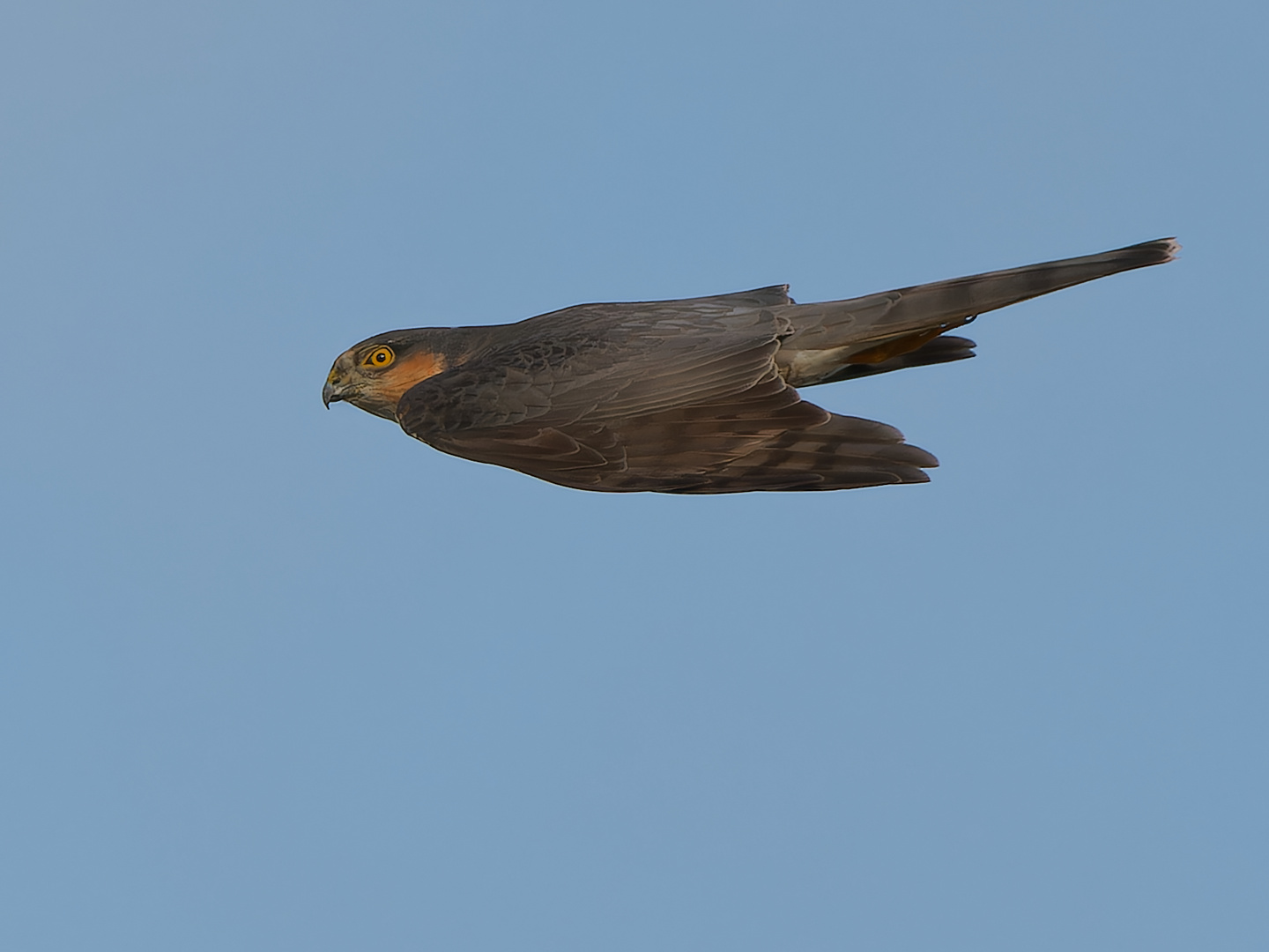Sperber im Gleitflug Foto & Bild | tiere, wildlife, wild lebende vögel ...