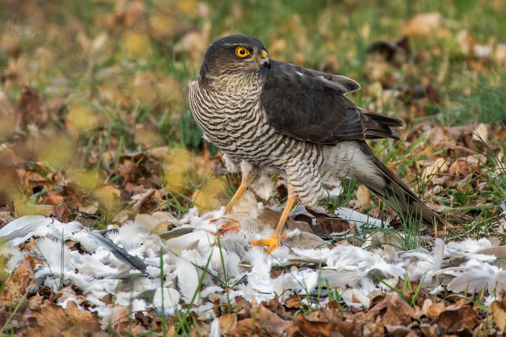 Sperber im Glück, Taube im Pech Foto & Bild | natur, taube, vögel ...