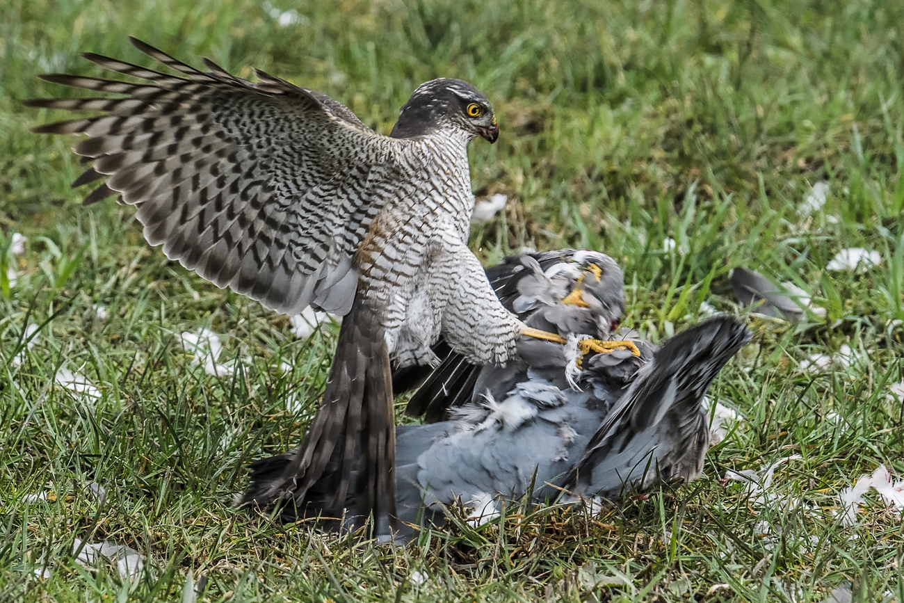 Sperber in Action... Foto & Bild | tiere, wildlife, wild lebende vögel ...