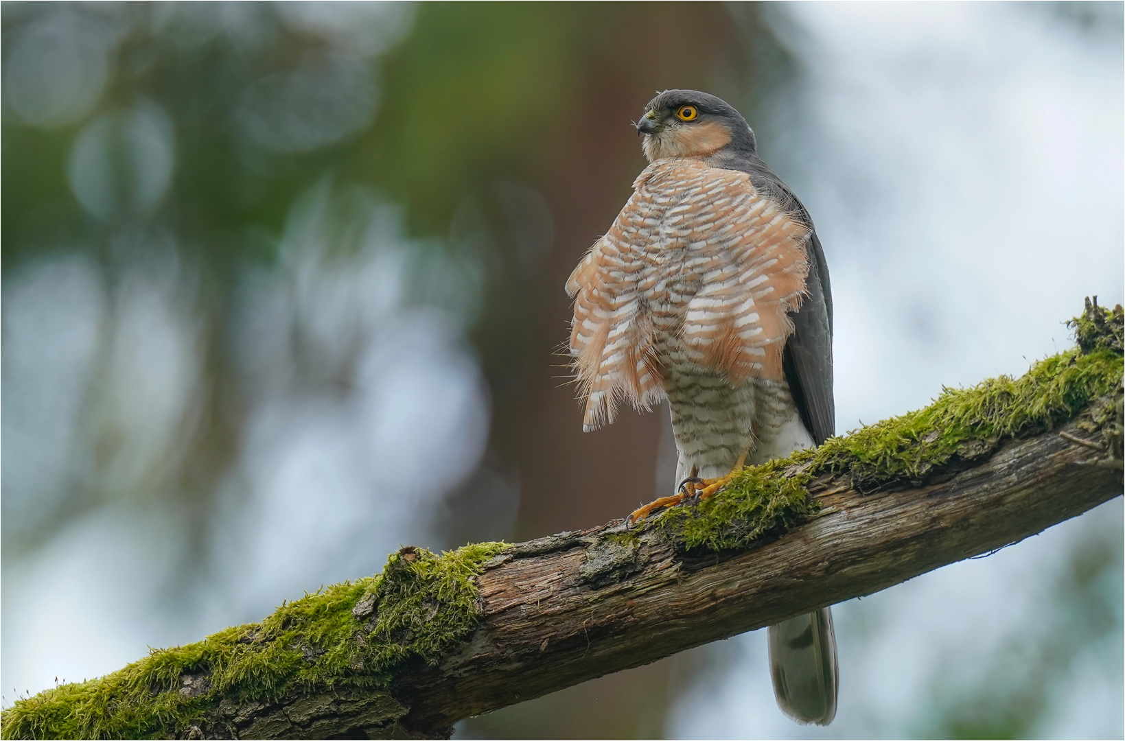 Sperber Männchen Foto & Bild | natur, greifvogel, tiere Bilder auf ...