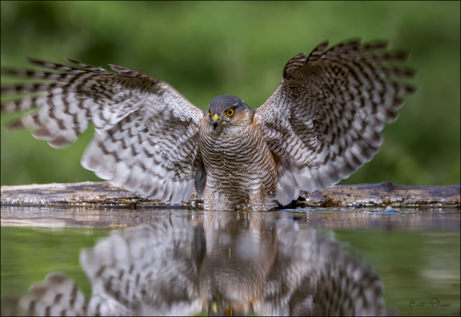 Sperber Männchen Foto & Bild | tiere, wildlife, wild lebende vögel Bilder auf fotocommunity