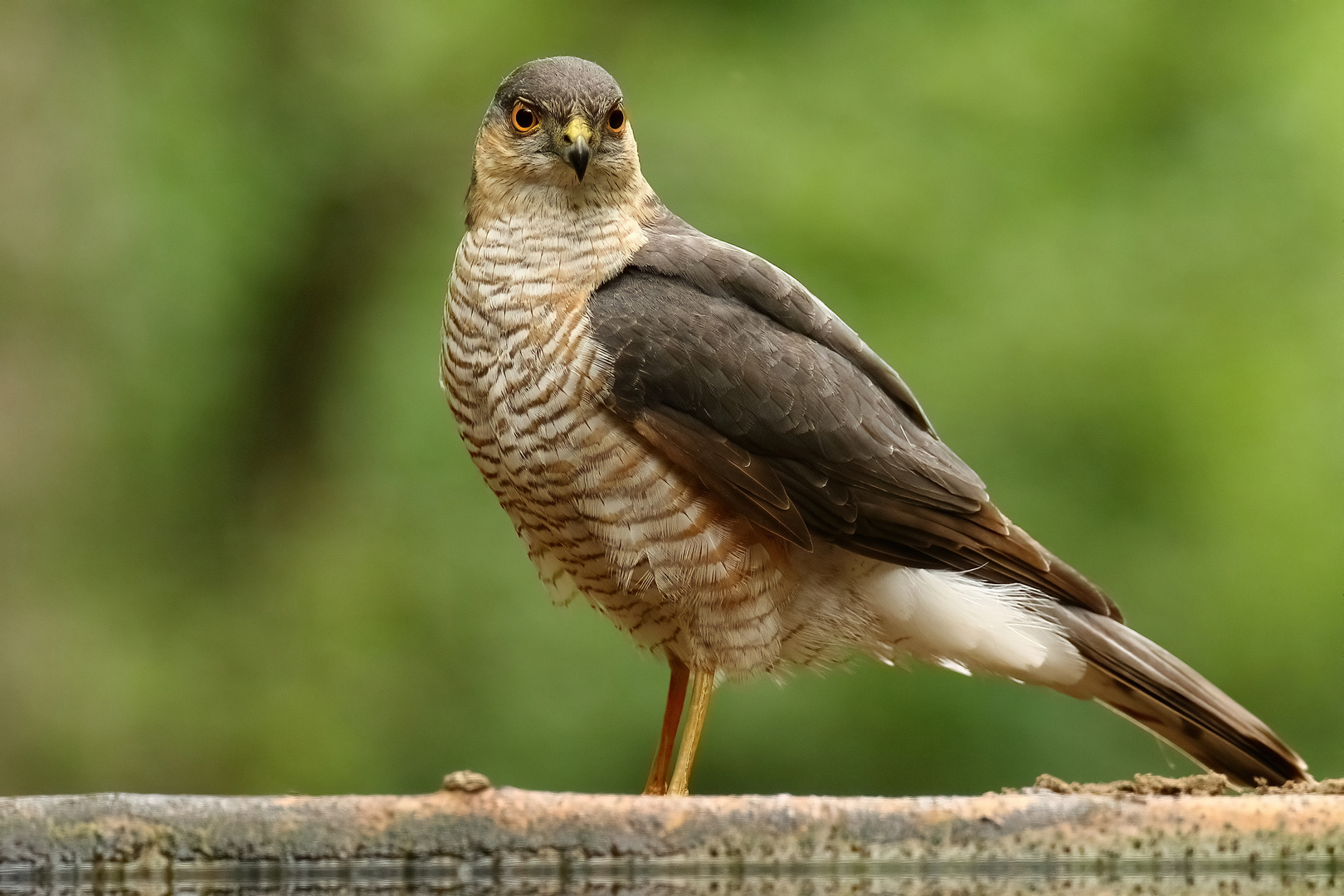 Sperber-Männchen Foto & Bild | tiere, wildlife, natur Bilder auf ...