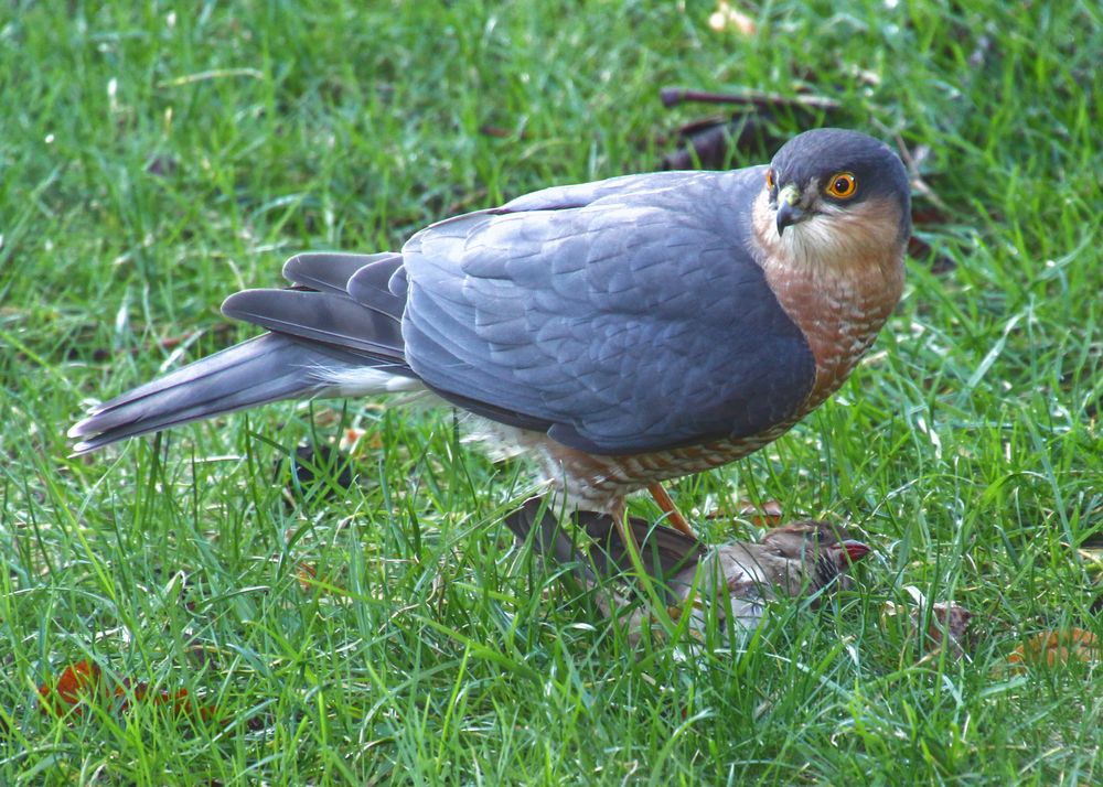 Sperber mit Beute... Foto & Bild | youth, natur, vogel Bilder auf ...