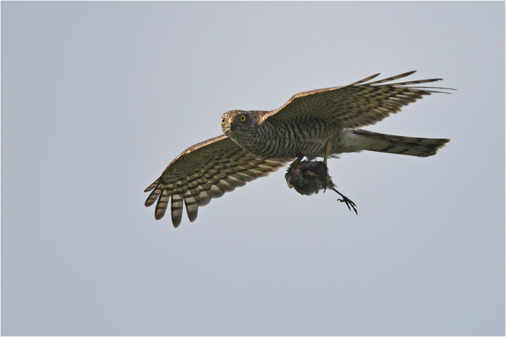Sperber mit Beute Foto & Bild | tiere, wildlife, wild lebende vögel ...