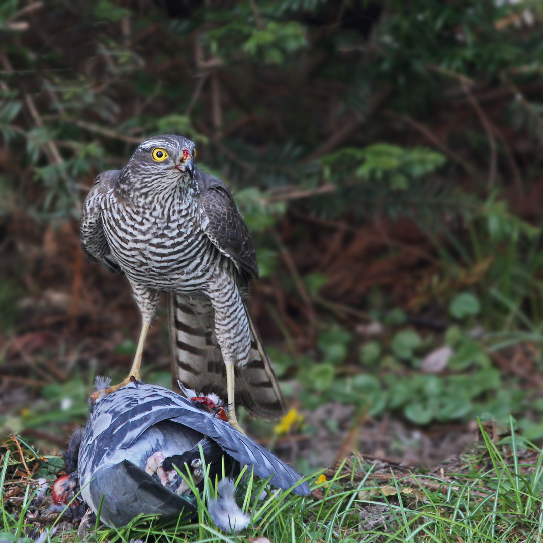 Sperber mit Beute Foto & Bild | tiere, wildlife, wild lebende vögel ...