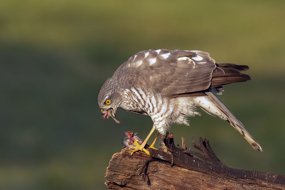 Sperber mit der Beute. Foto & Bild | tiere, wildlife, wild lebende ...