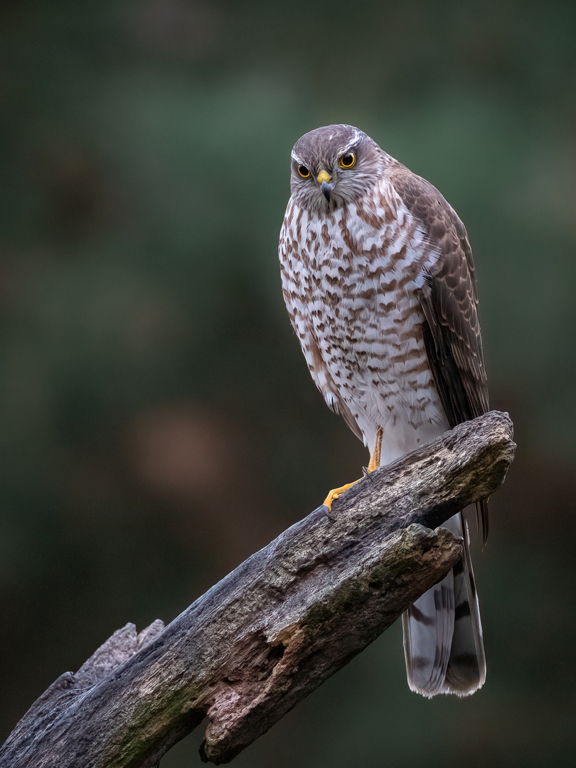 Sperber mit intensivem Blick Foto & Bild | tiere, wildlife, wild ...