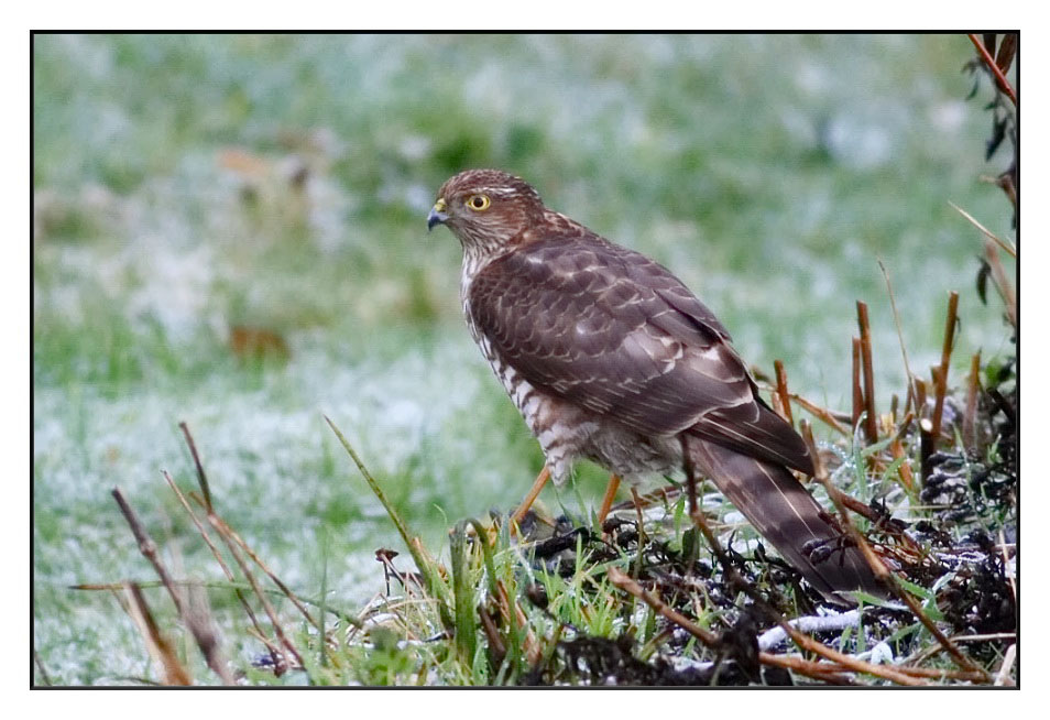 Sperber [W] Foto & Bild | vögel, fotos, winter Bilder auf fotocommunity