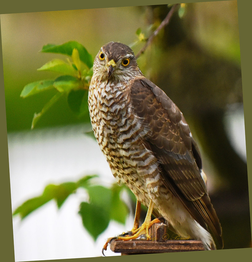 Sperber weib auf Ansitz... Foto & Bild | tiere, wildlife, wild lebende ...