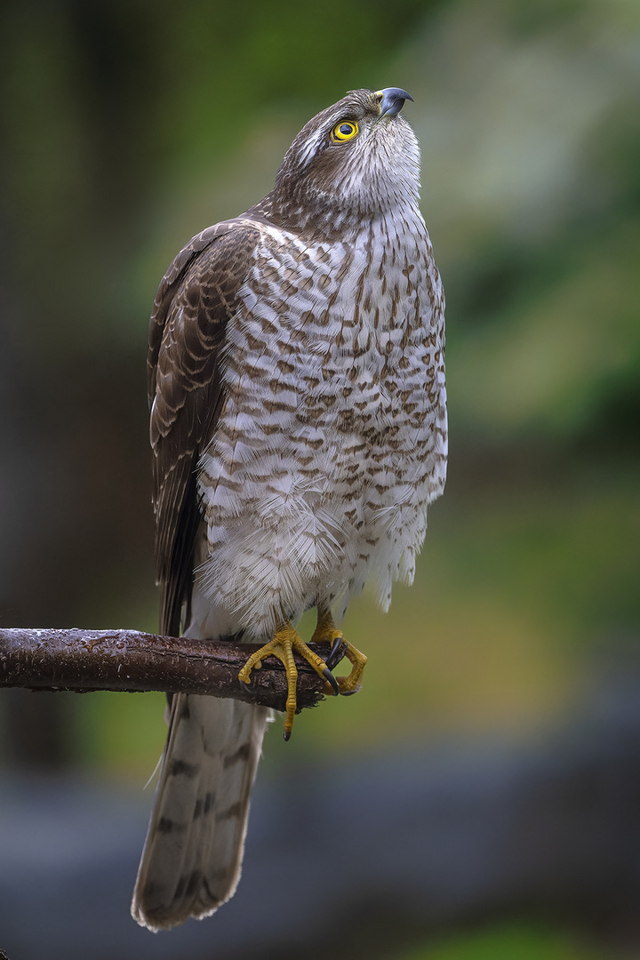 Sperber-Weibchen Foto & Bild | tiere, wildlife, wild lebende vögel ...