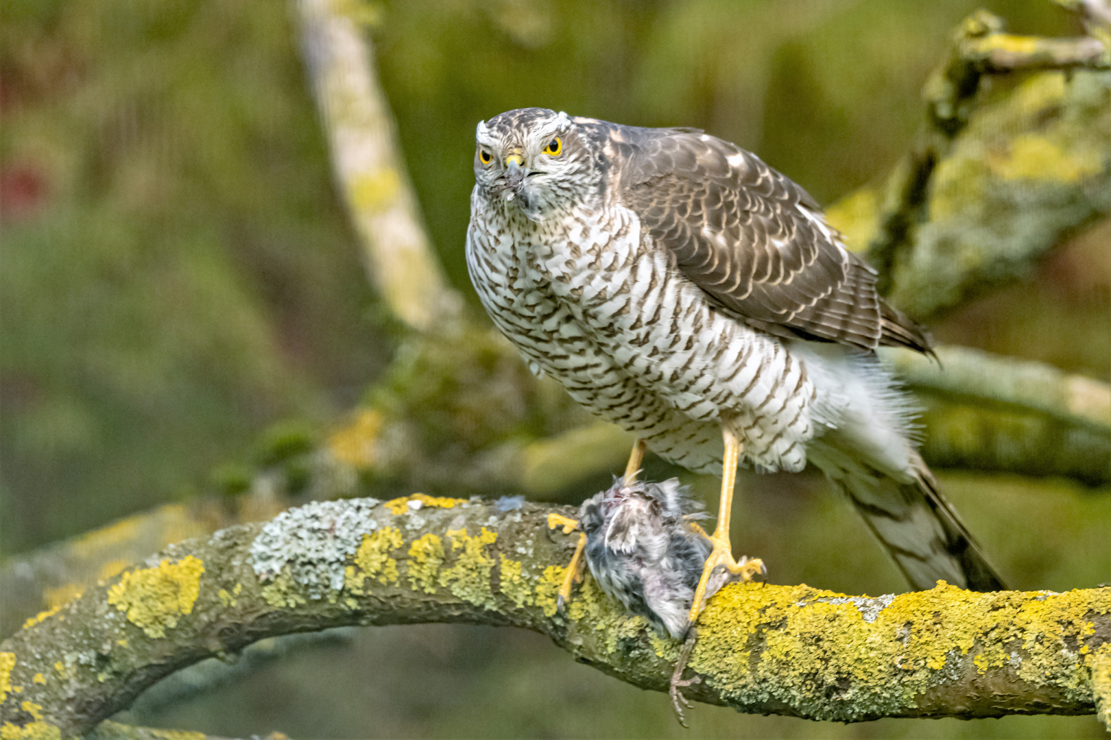 Sperber Weibchen: Mahlzeit Foto & Bild | tiere, wildlife, wild lebende ...