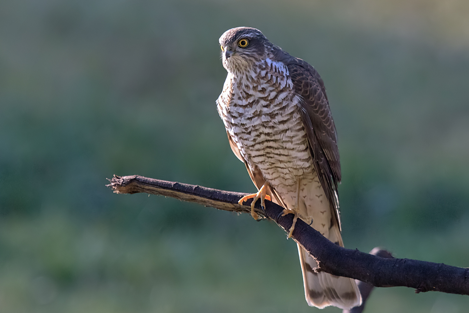 Sperber - weiblich. Foto & Bild | tiere, wildlife, wild lebende vögel ...