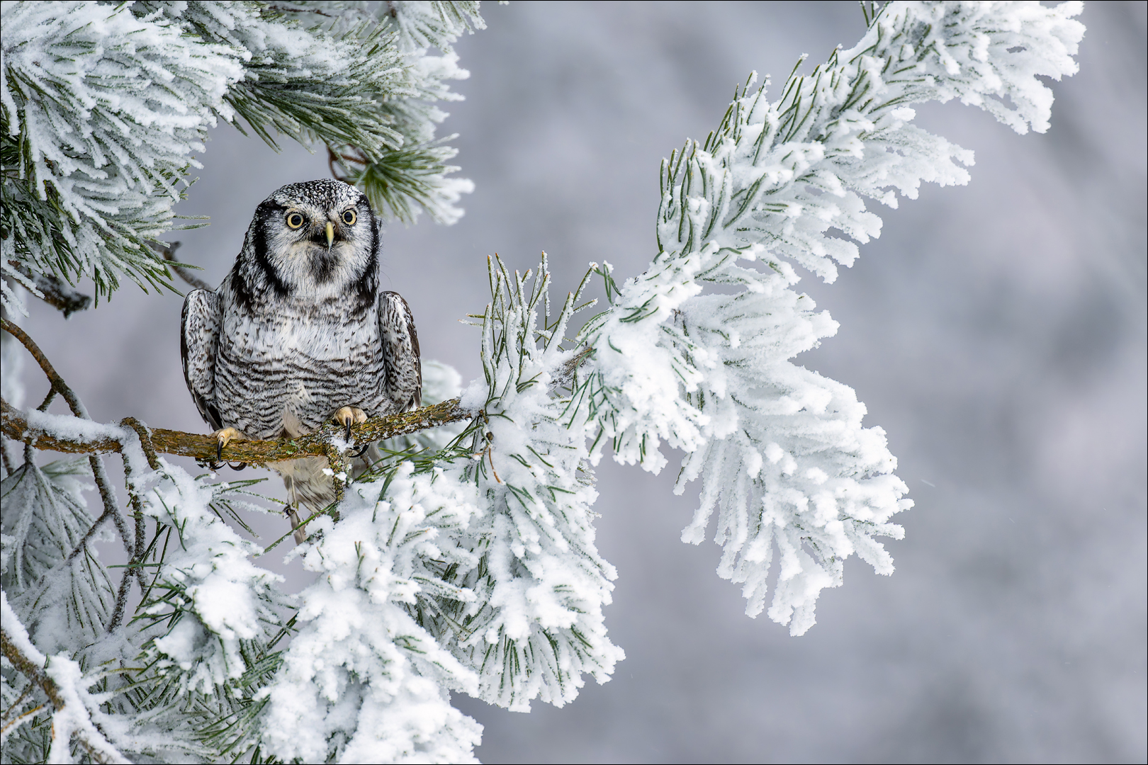 Sperbereule Foto & Bild | tiere, zoo, wildpark & falknerei, vögel ...