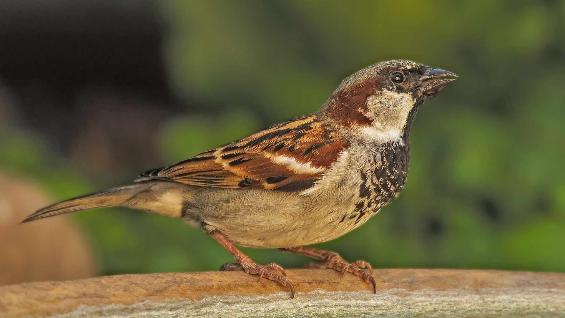 Sperling 001 Foto & Bild | tiere, wildlife, wild lebende vögel Bilder ...