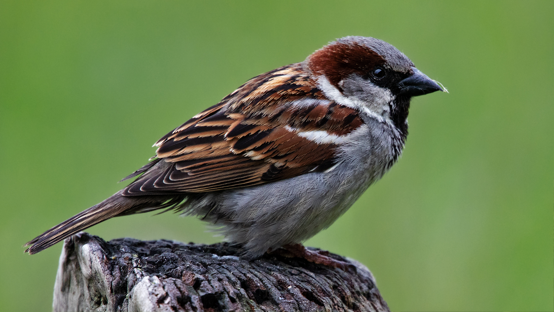 Sperling 001 Foto & Bild | deutschland, europe, schleswig- holstein ...