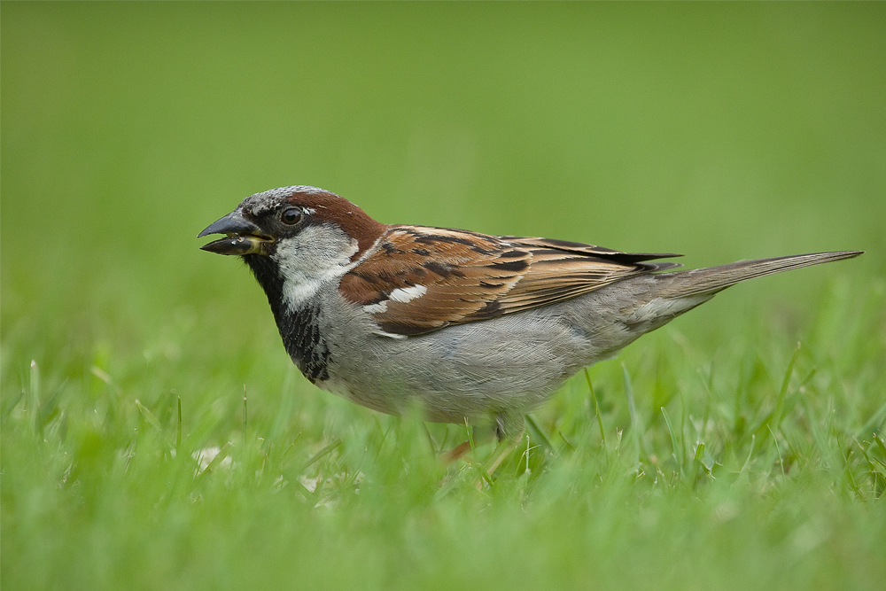 Sperling Foto & Bild | tiere, wildlife, wild lebende vögel Bilder auf ...