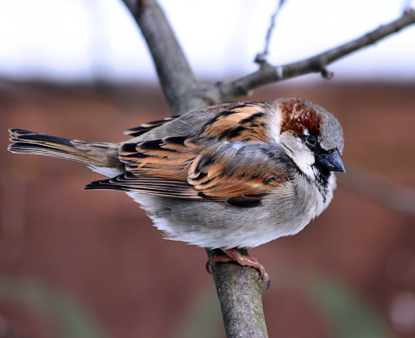 Sperling Foto & Bild | tiere, wildlife, wild lebende vögel Bilder auf ...