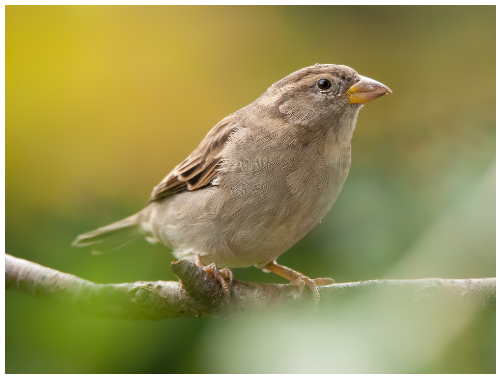 Sperling Foto & Bild | tiere, wildlife, wildlife luder-futterplätze ...