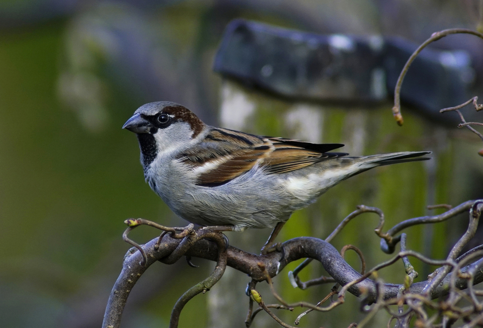 Sperling. Foto & Bild | tiere, wildlife, wild lebende vögel Bilder auf ...