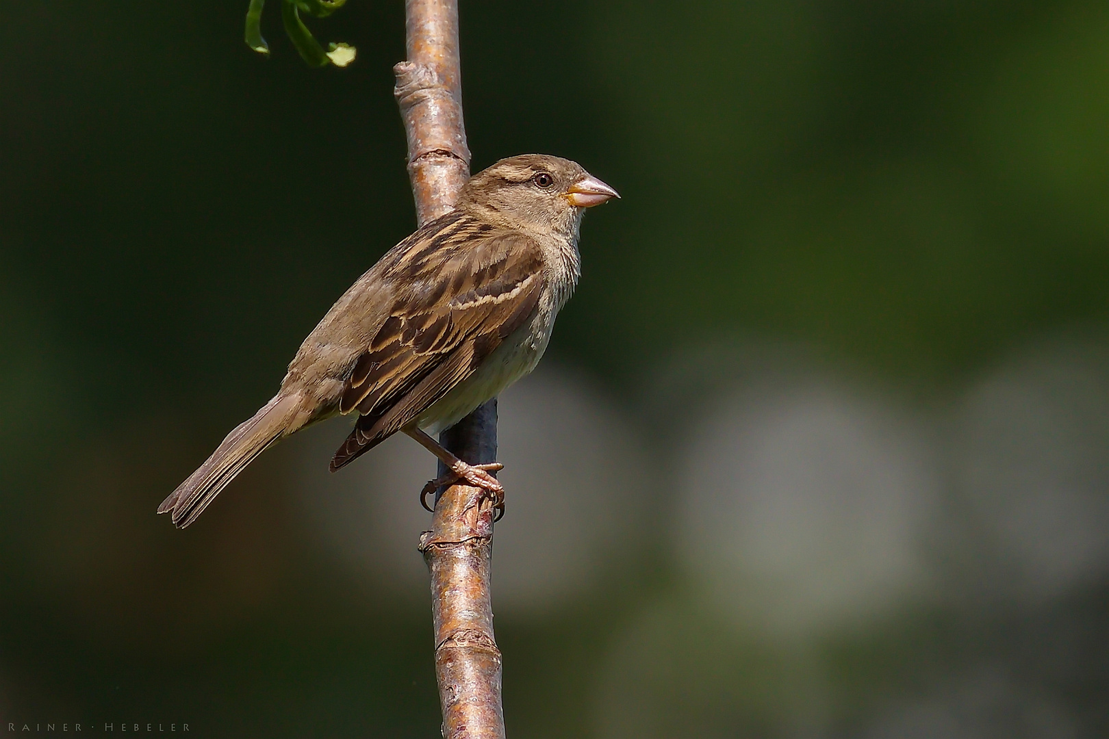 Sperling Foto & Bild | sommer, natur, vogel Bilder auf fotocommunity