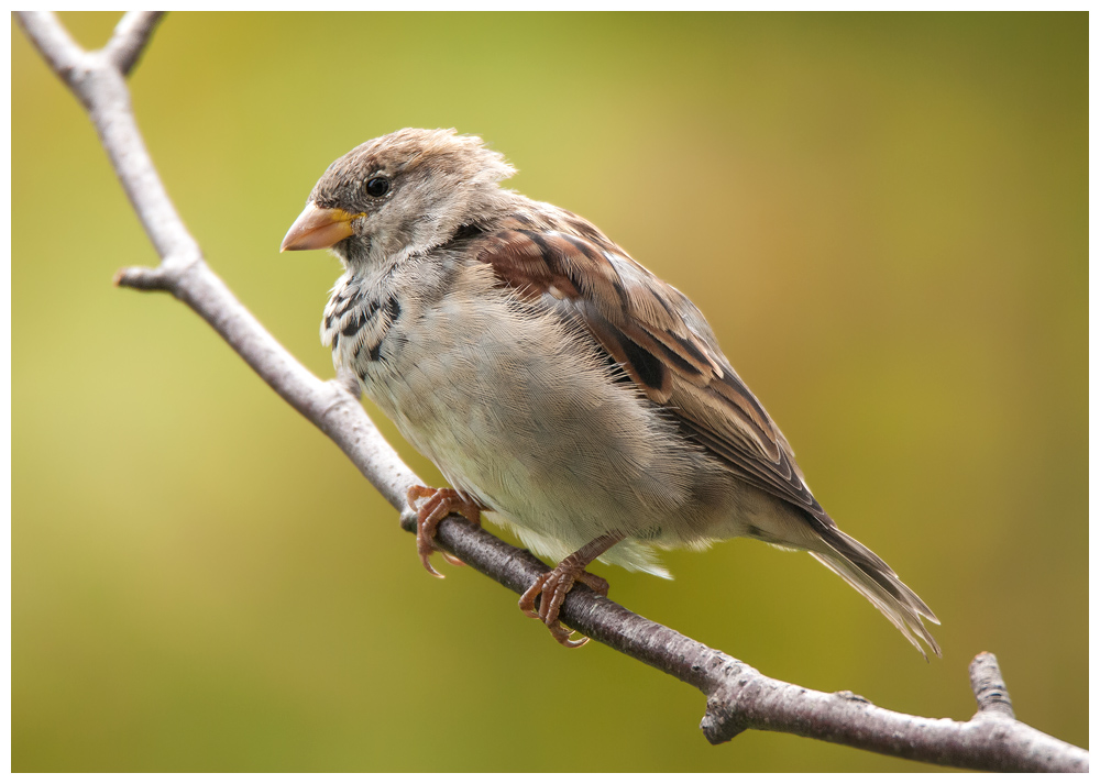 Sperling Foto & Bild | tiere, wildlife, wildlife luder-futterplätze ...