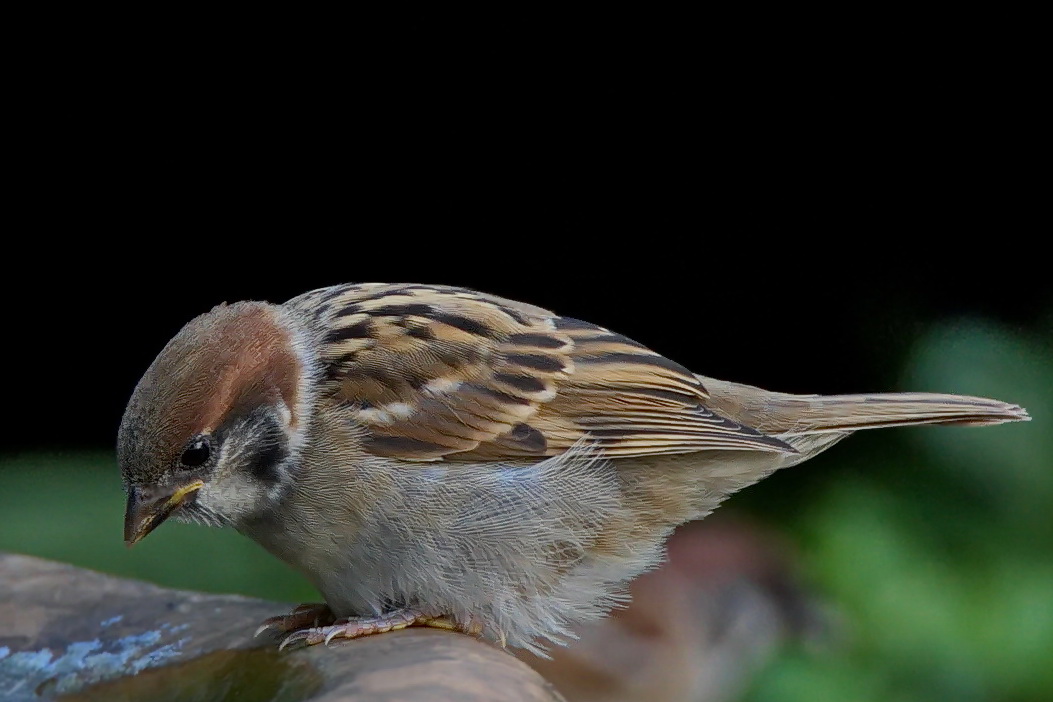 Sperling Foto & Bild | tiere, wildlife, wild lebende vögel Bilder auf ...