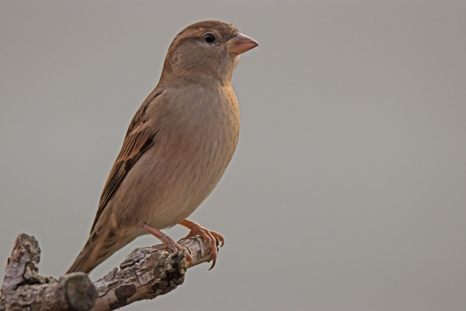 Sperling Foto & Bild | tiere, wildlife, wild lebende vögel Bilder auf ...