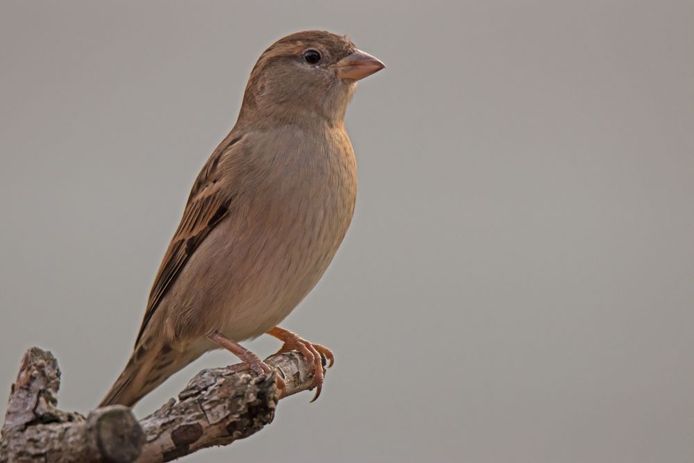 Sperling Foto & Bild | tiere, wildlife, wild lebende vögel Bilder auf ...