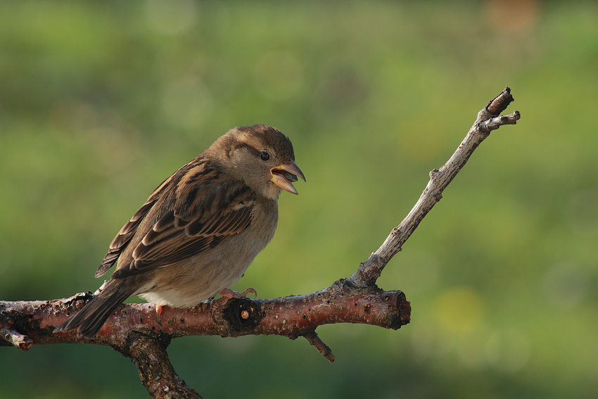 Sperling Foto & Bild | tiere, wildlife, wild lebende vögel Bilder auf ...