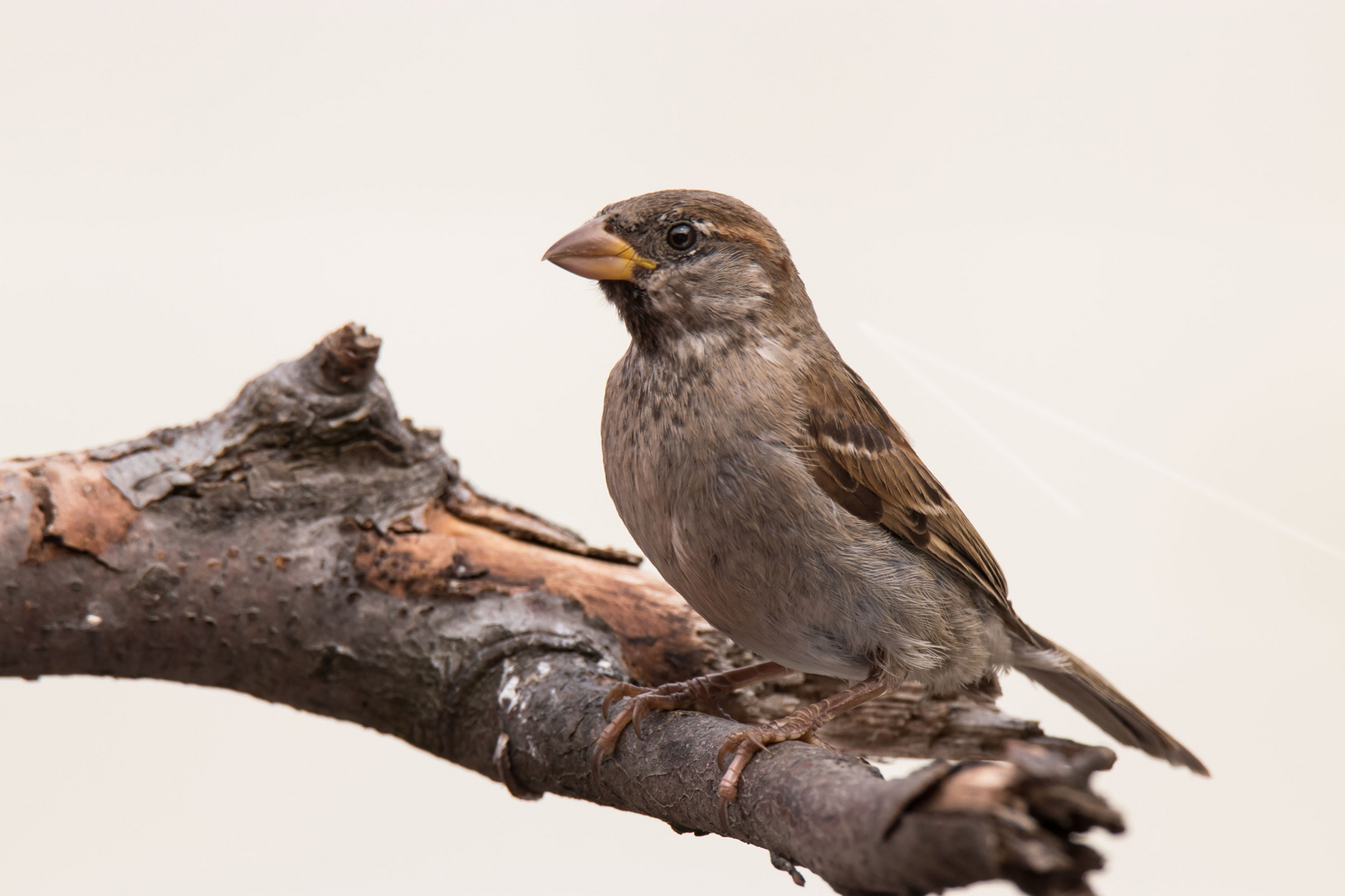 Sperling Foto & Bild | tiere, wildlife, wild lebende vögel Bilder auf ...