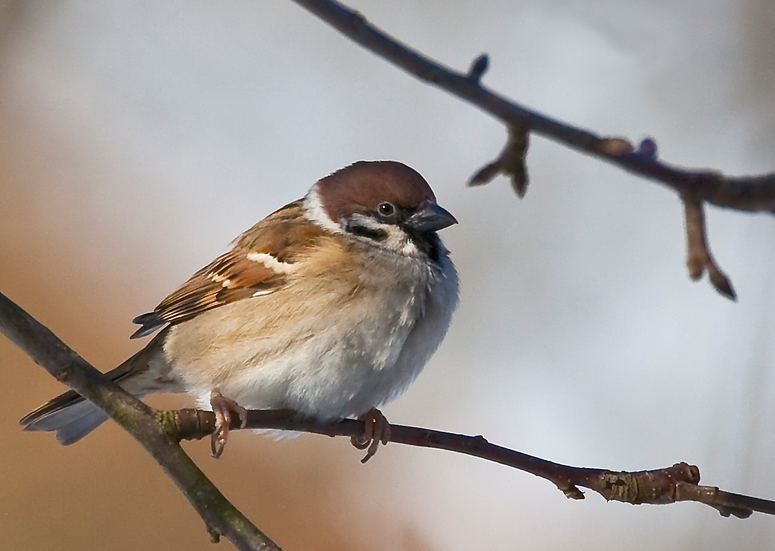Sperling Foto & Bild | tiere, wildlife, wild lebende vögel Bilder auf ...