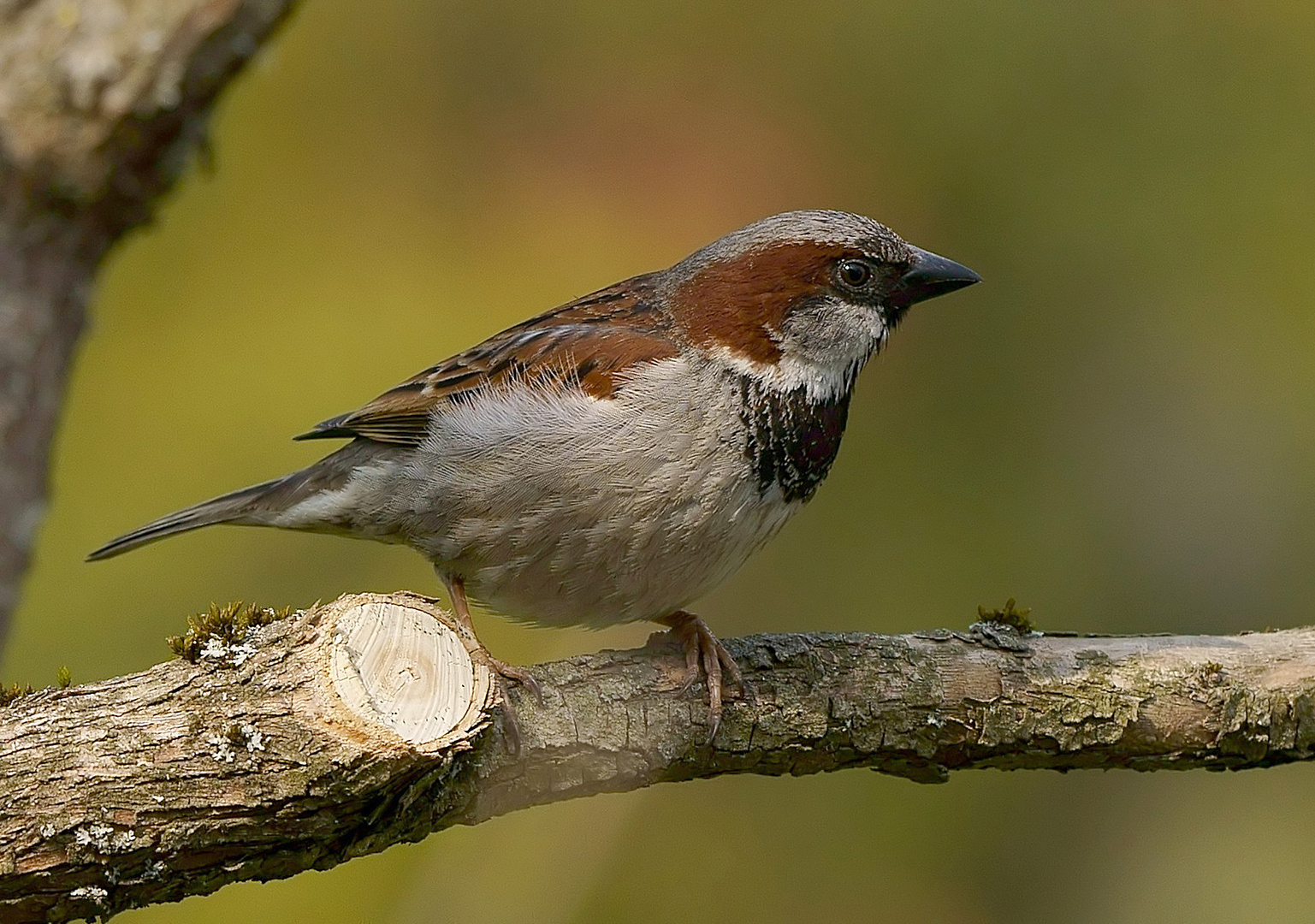 Sperling Foto & Bild | tiere, wildlife, wild lebende vögel Bilder auf ...