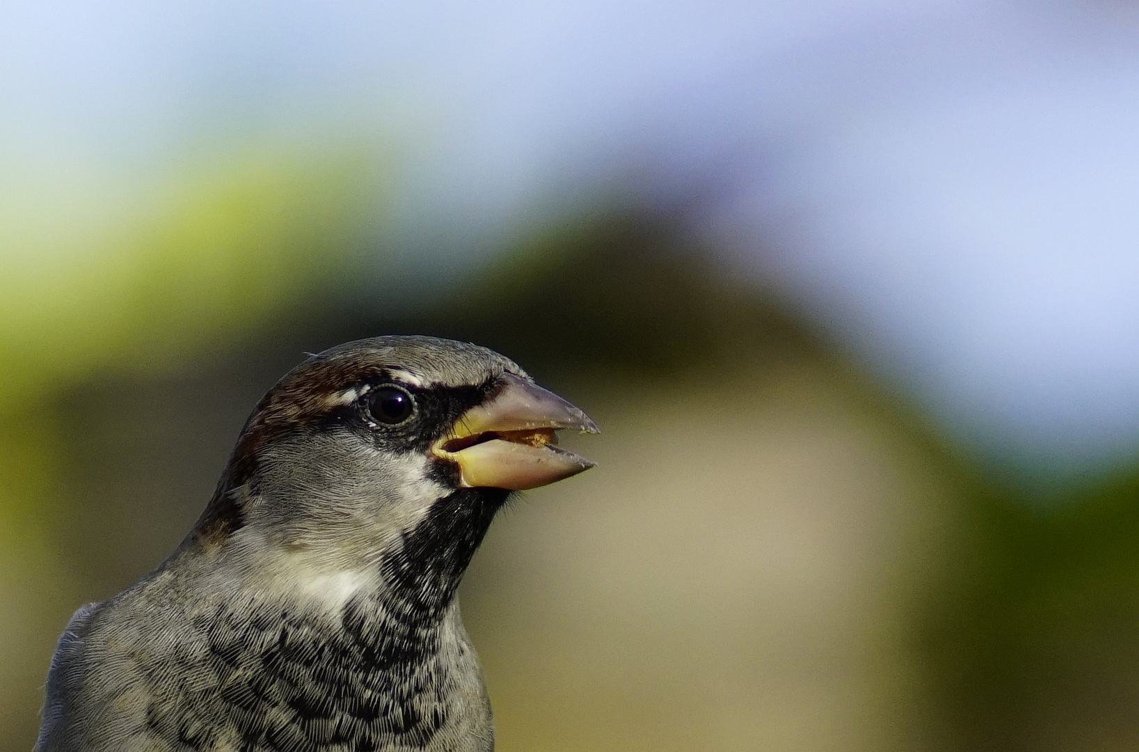 Sperling. Foto & Bild | tiere, wildlife, wild lebende vögel Bilder auf ...
