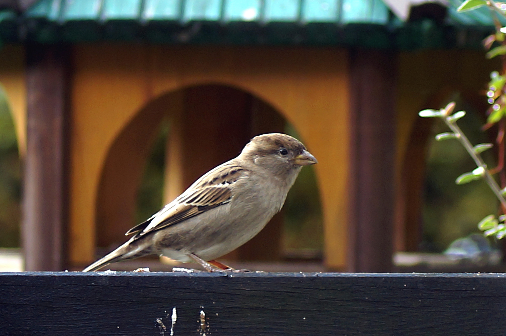 Sperling Foto & Bild | natur, sperling, tiere Bilder auf fotocommunity