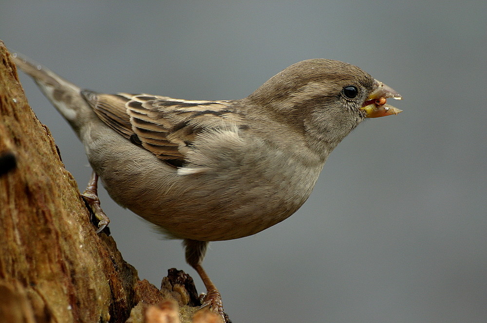 Sperling... Foto & Bild | tiere, wildlife, wild lebende vögel Bilder ...