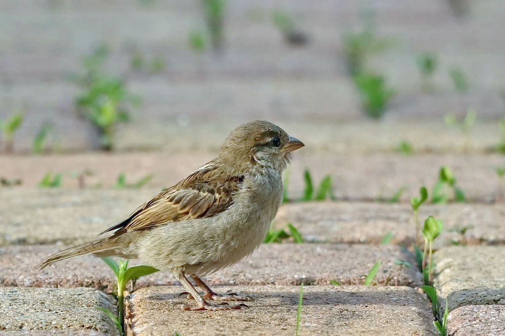 Sperling Foto & Bild | vögel, fotos, nature Bilder auf fotocommunity