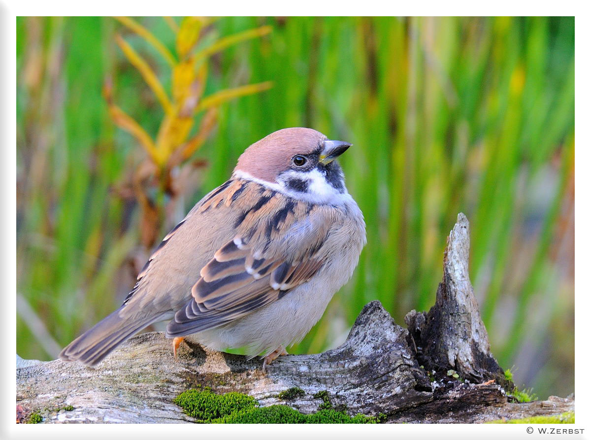- Sperling - Foto & Bild | tiere, wildlife, wild lebende vögel Bilder ...